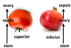 Class XI Biology: July 2016