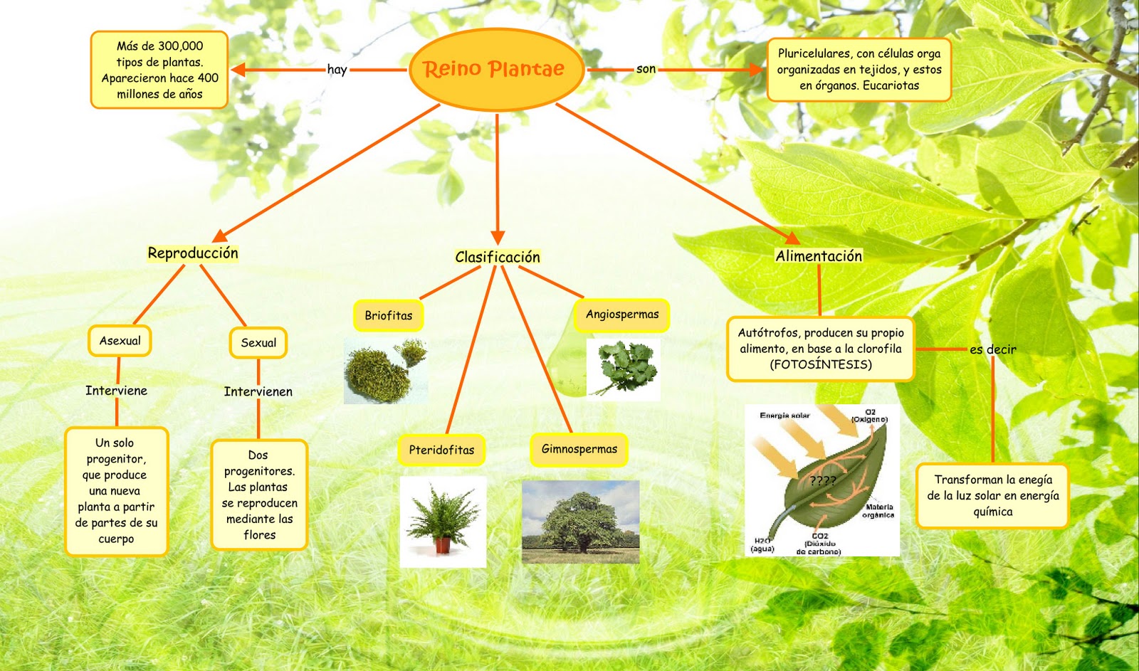 ENP_No7_Biología_curso_2017-2018: Biodiversidad VI Reino Plantae II