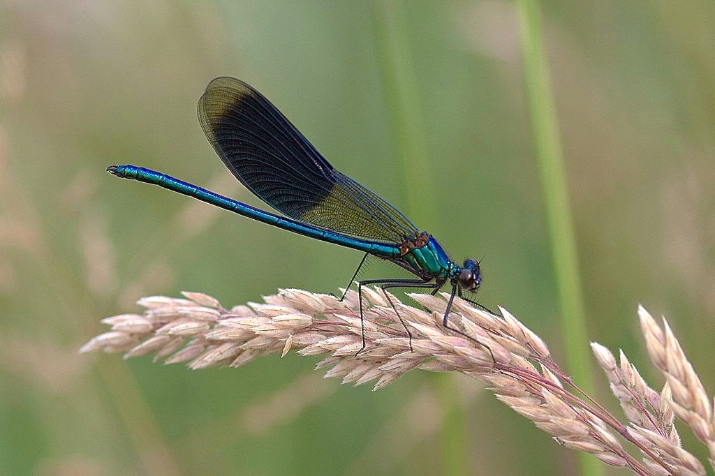 Natuurfoto Westerwolde: De Weidebeekjuffer