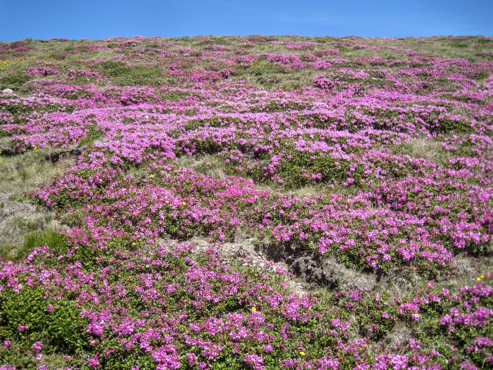 Impresii de calatorie: 31 mai 2018, plin sezon la rododendron in Bucegi