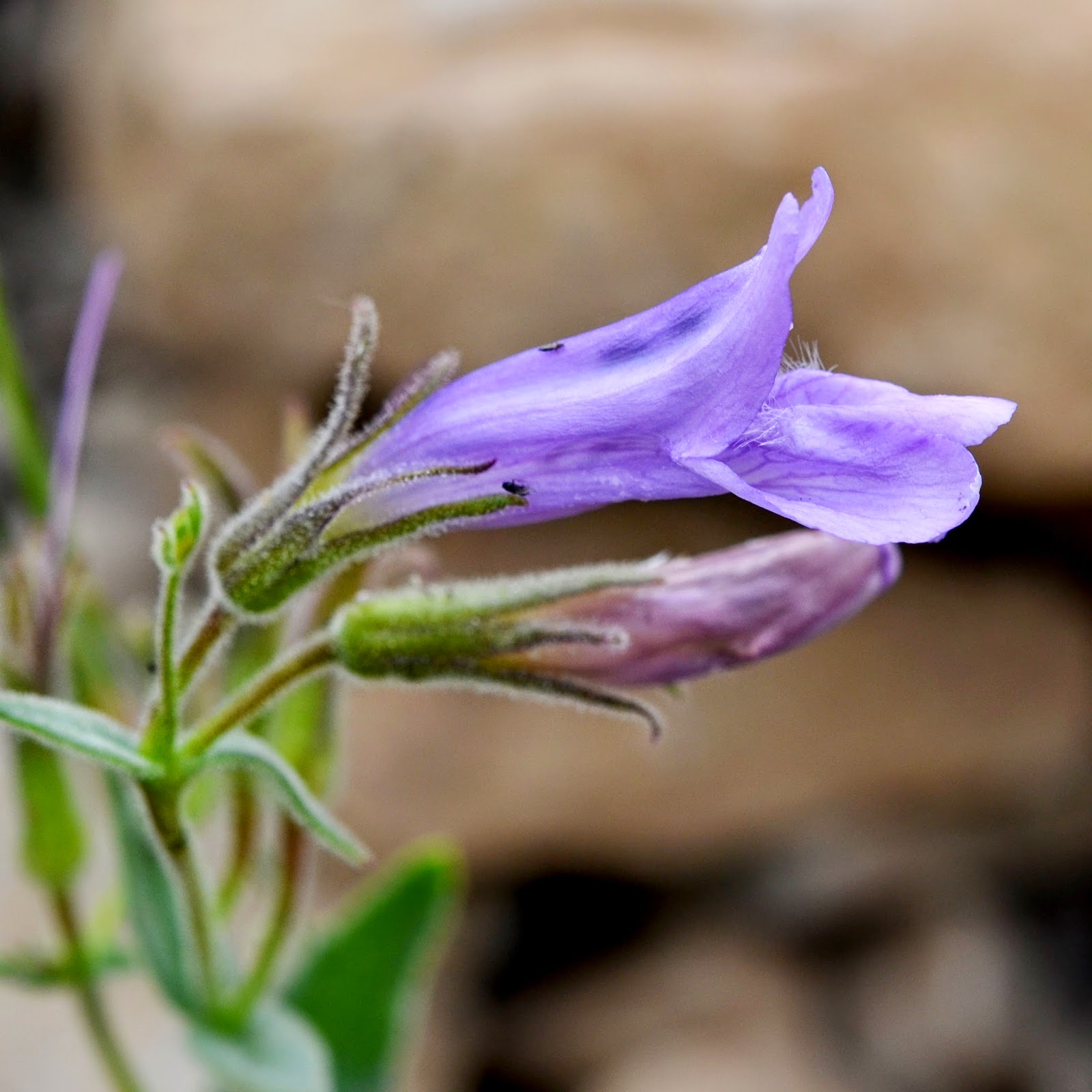 Wildflowers of the Wasatch Mountains and Bear River Range: Key to Penstemon