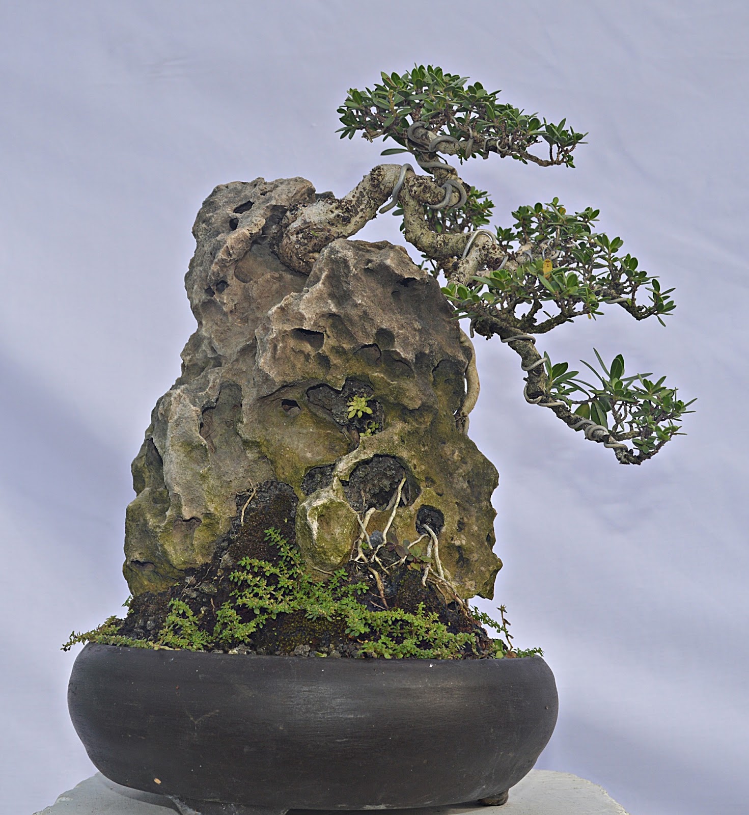 .: GALLERY BONSAI