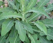 Gema Herbal Medika: Khasiat Daun Tempuyung