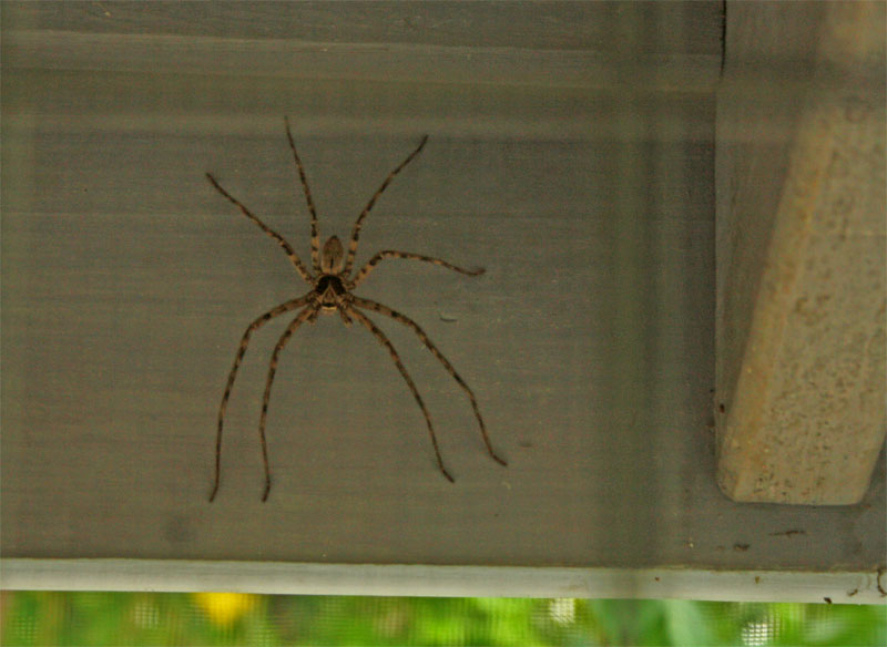 Susan A Eames - Travel, Fiction and Photos: Insect Mini-Series ...