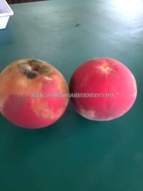 PBN: Bisbul (Diospyros blancoi A. DC)