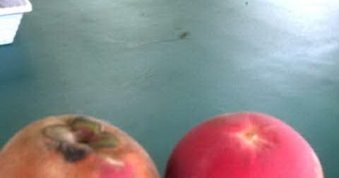 PBN: Bisbul (Diospyros blancoi A. DC)