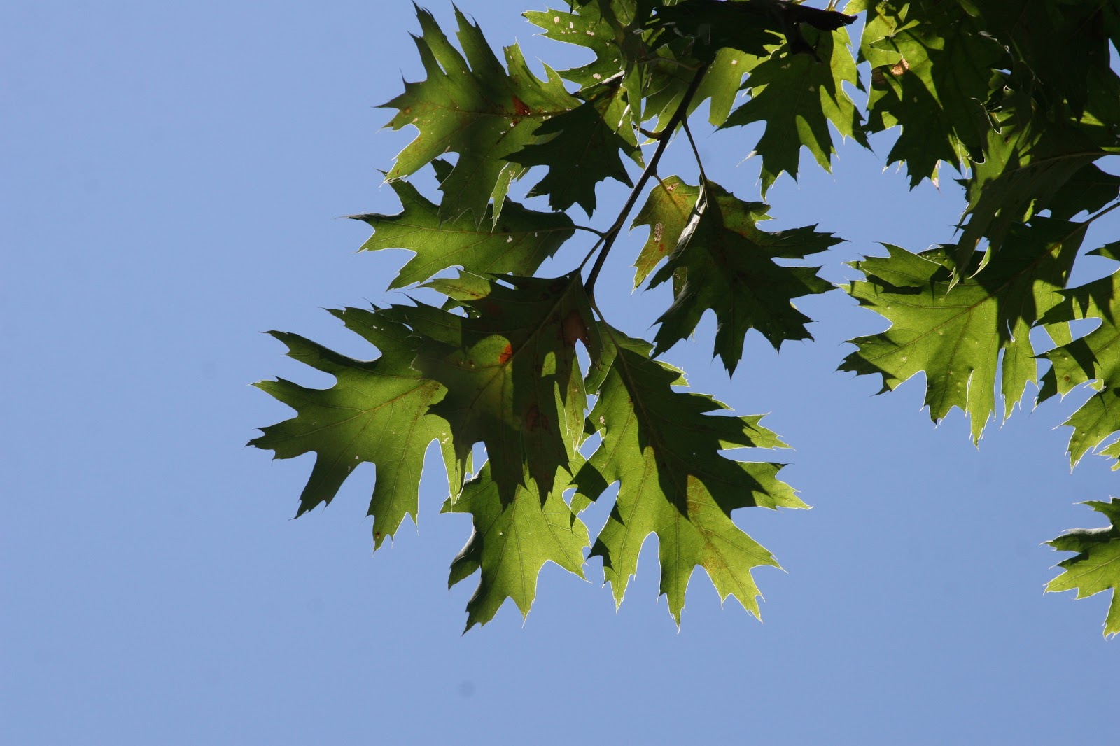 Isabella Conservation District Environmental Education Program: Mid ...