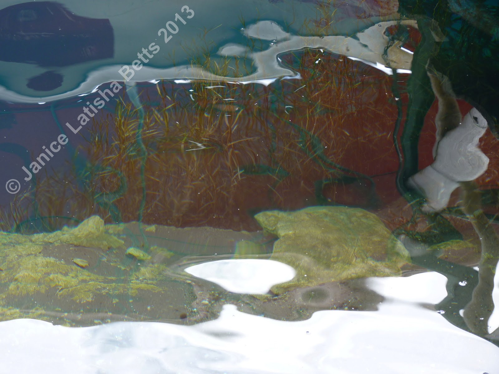 Janice Latisha Betts