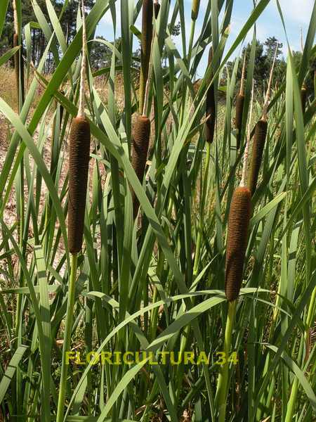 Floricultura 34: Aplicaciones de la Totora en Floricultura