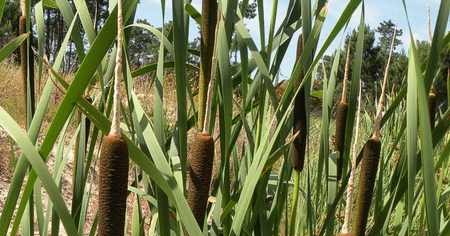 Floricultura 34: Aplicaciones de la Totora en Floricultura