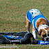 Footy Pets – NRL Pet Merchandise for Dogs | Australian Dog Lover