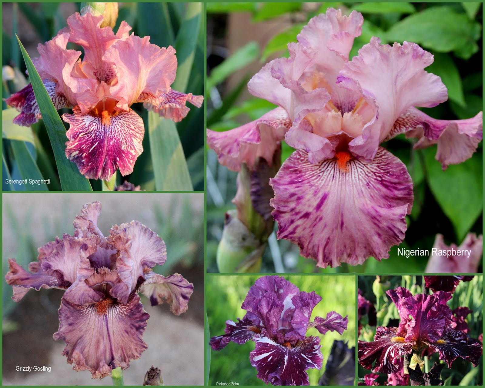World of Irises: BROKEN COLOR IRIS ARE NOT FOR THE TIMID