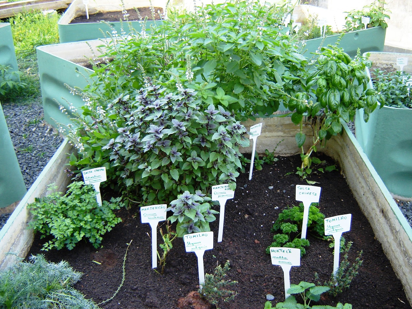 CEEJA "Paulo Decourt": Projeto de plantas medicinais e horta