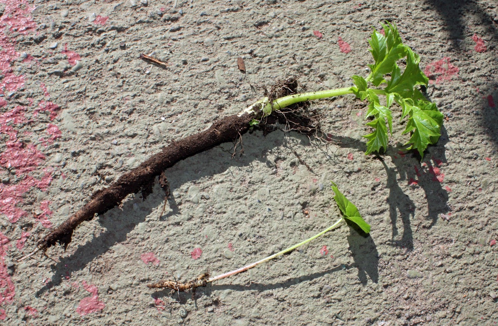 Sea Dreamer's Dreams: Revisiting the Giant Hogweed Infestation - One ...