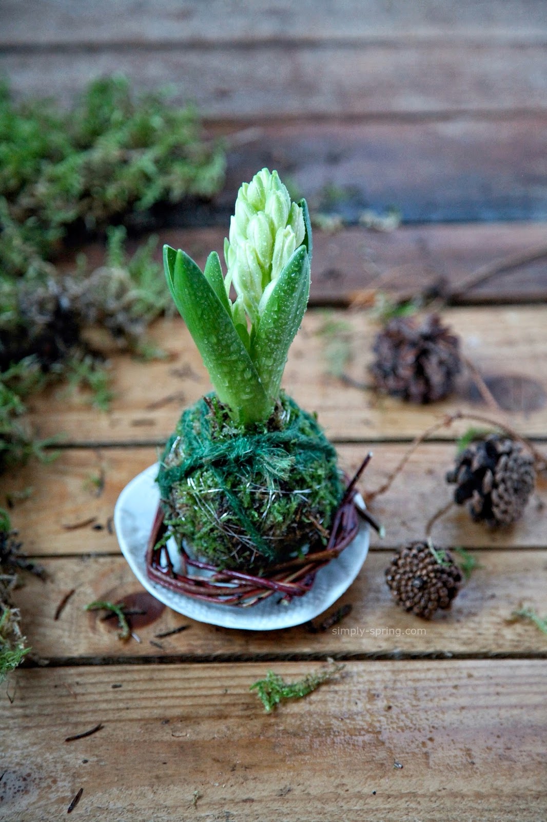 HOW TO: make a Kokedama | SIMPLY SPRING