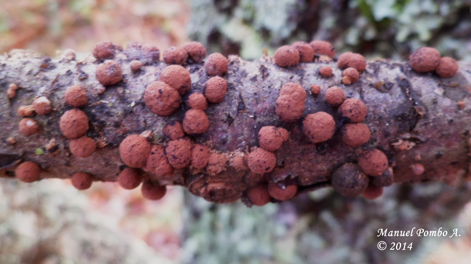 Un micólogo aficionado: Hypoxylon fuscum