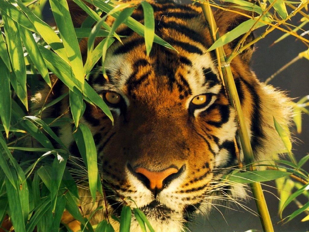 Animals of the world: Bengal tiger