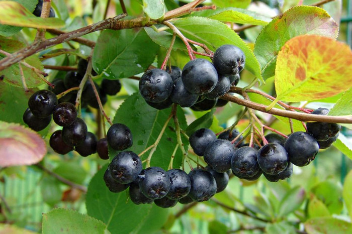 Din gradina,: Super fructul Aronia melanocarpa nero.