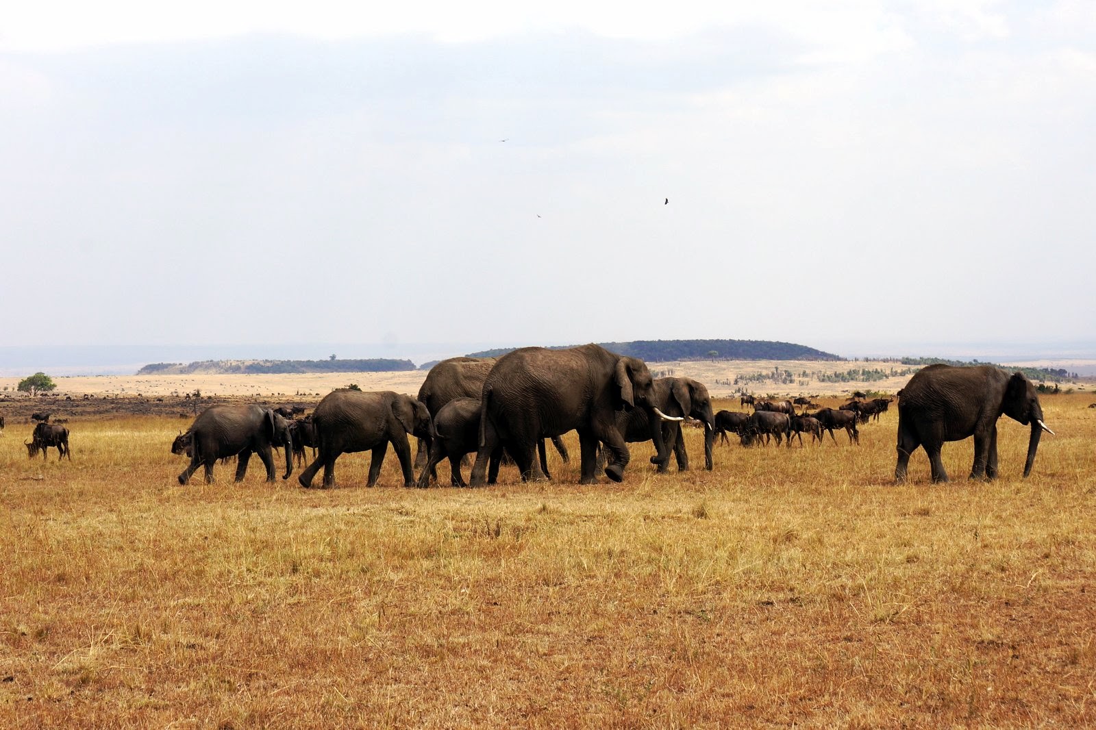 Jon and Marianne Hunter in Kenya: Elephants and Cheetah