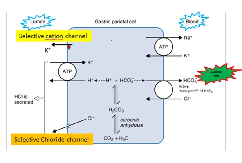 Poorveez Paradyz:Medimuseion : Acid Base and GIT: part 1