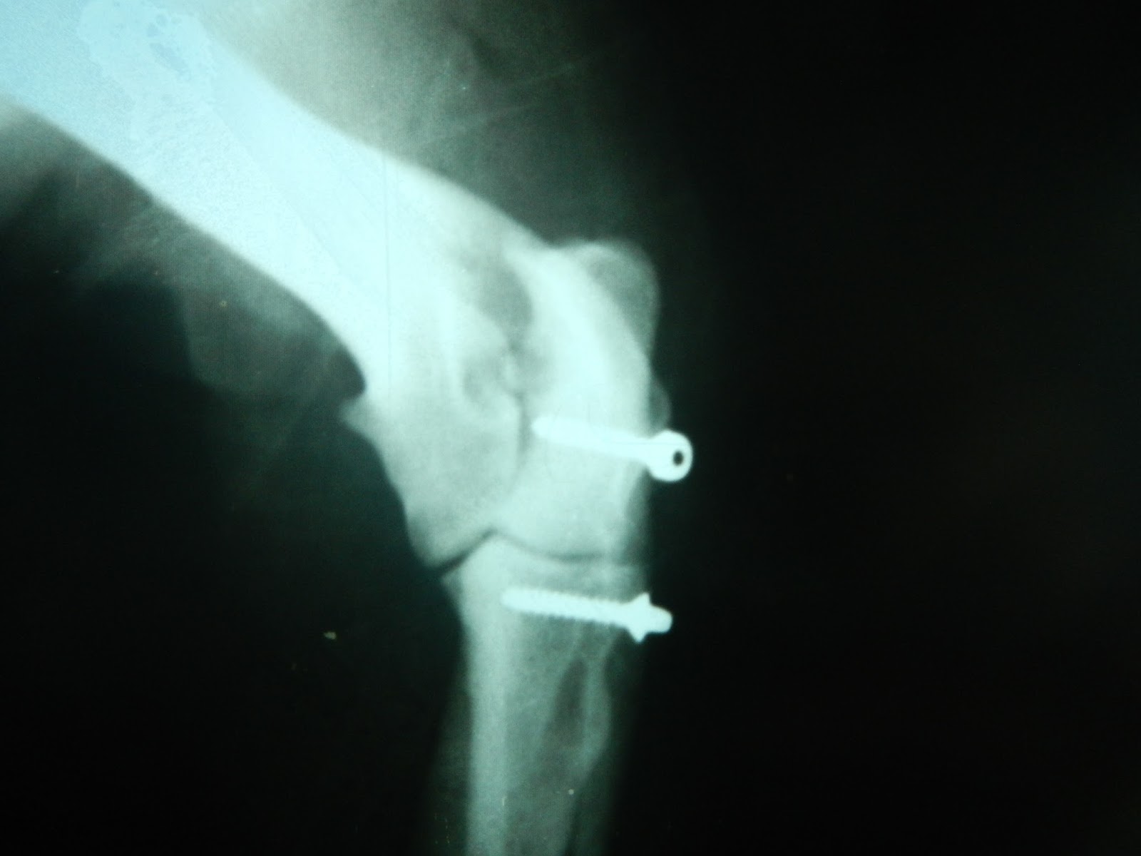 Casos clínicos de veterinaria en pequeños animales: LUXACION DE CODO