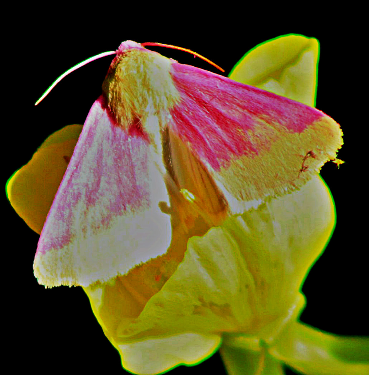 nature tales and camera trails: Pink Primrose Moths