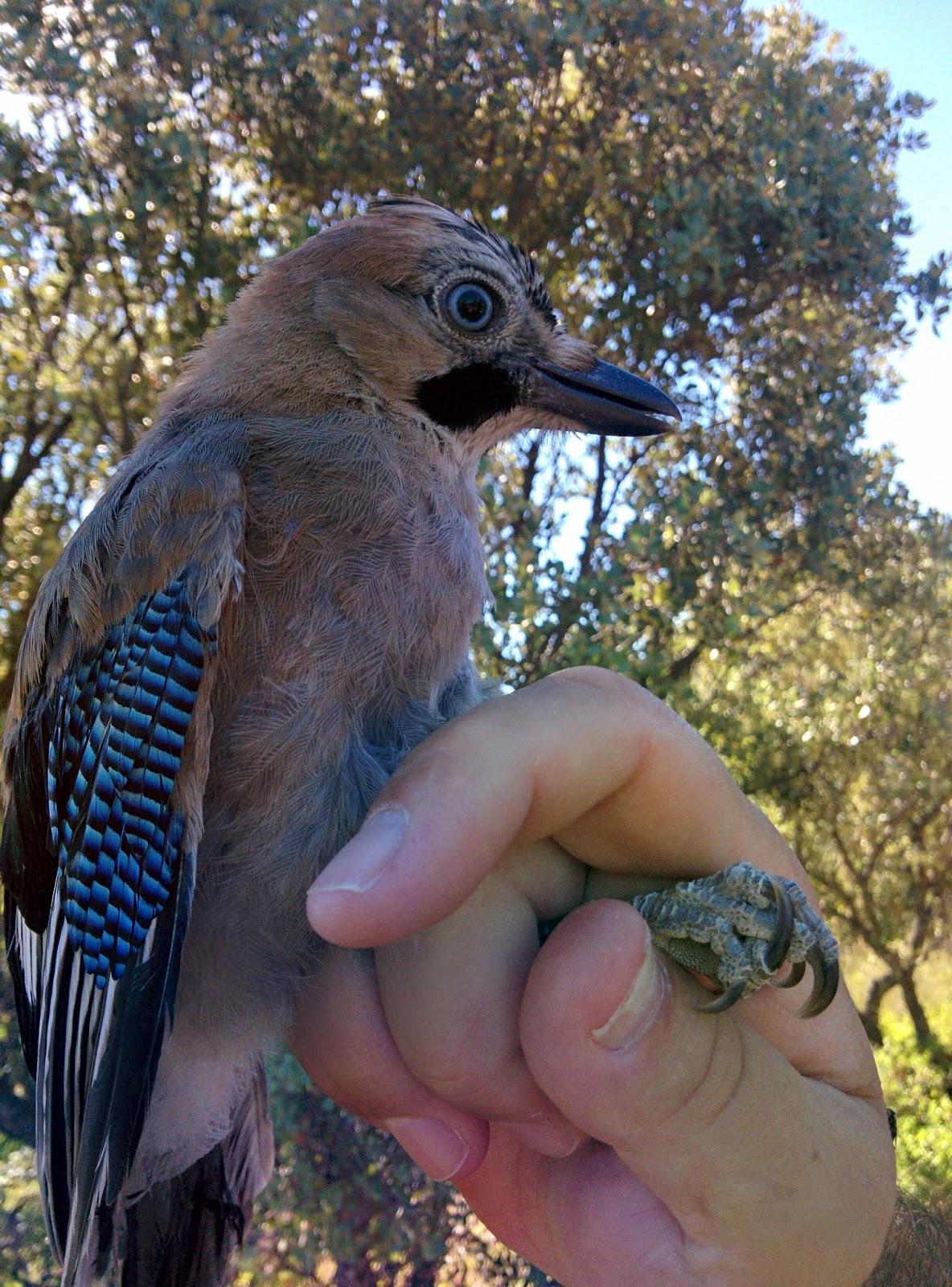 Asociación Aegithalos: 10ª Jornada PASER en el Borbotón