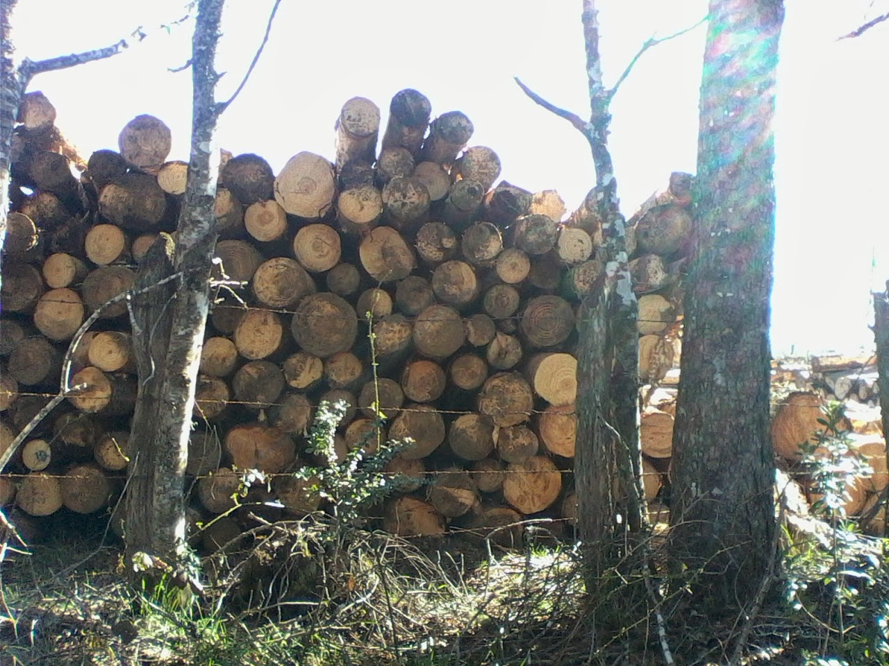 Material de Educación 1º a 8º Básico: La madera: Un Recurso Renovable.