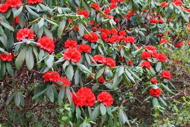 High Beeches Gardens: Three early red Rhododendrons High Beeches Gardens: Three early red Rhododendrons