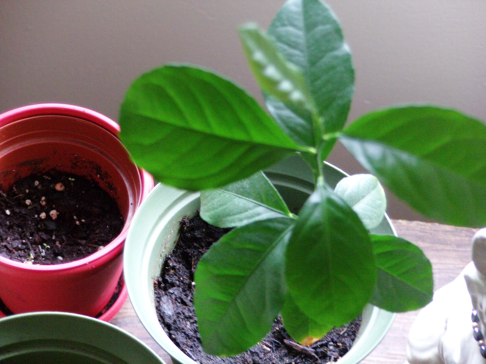 How to Grow Lemon Trees from Seed