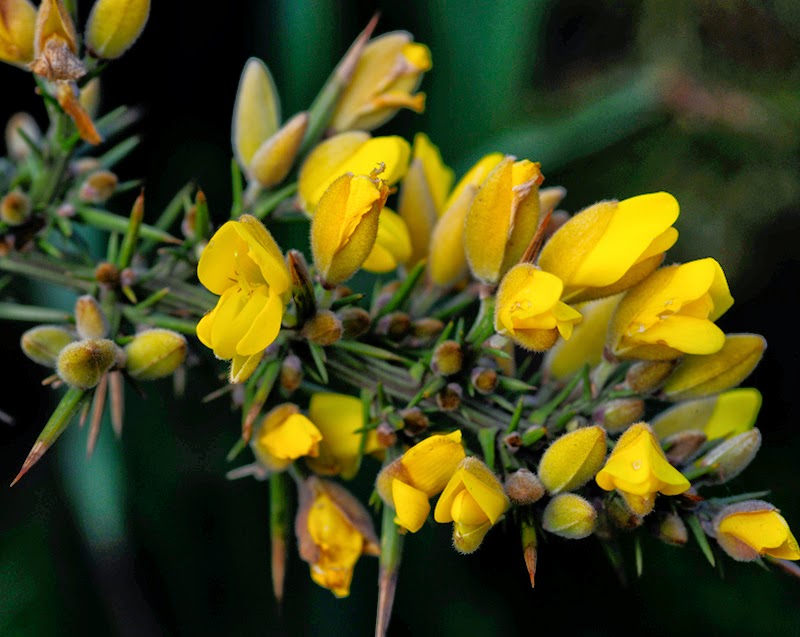 Paseos por la naturaleza: Ulex europaeus. Tojo.