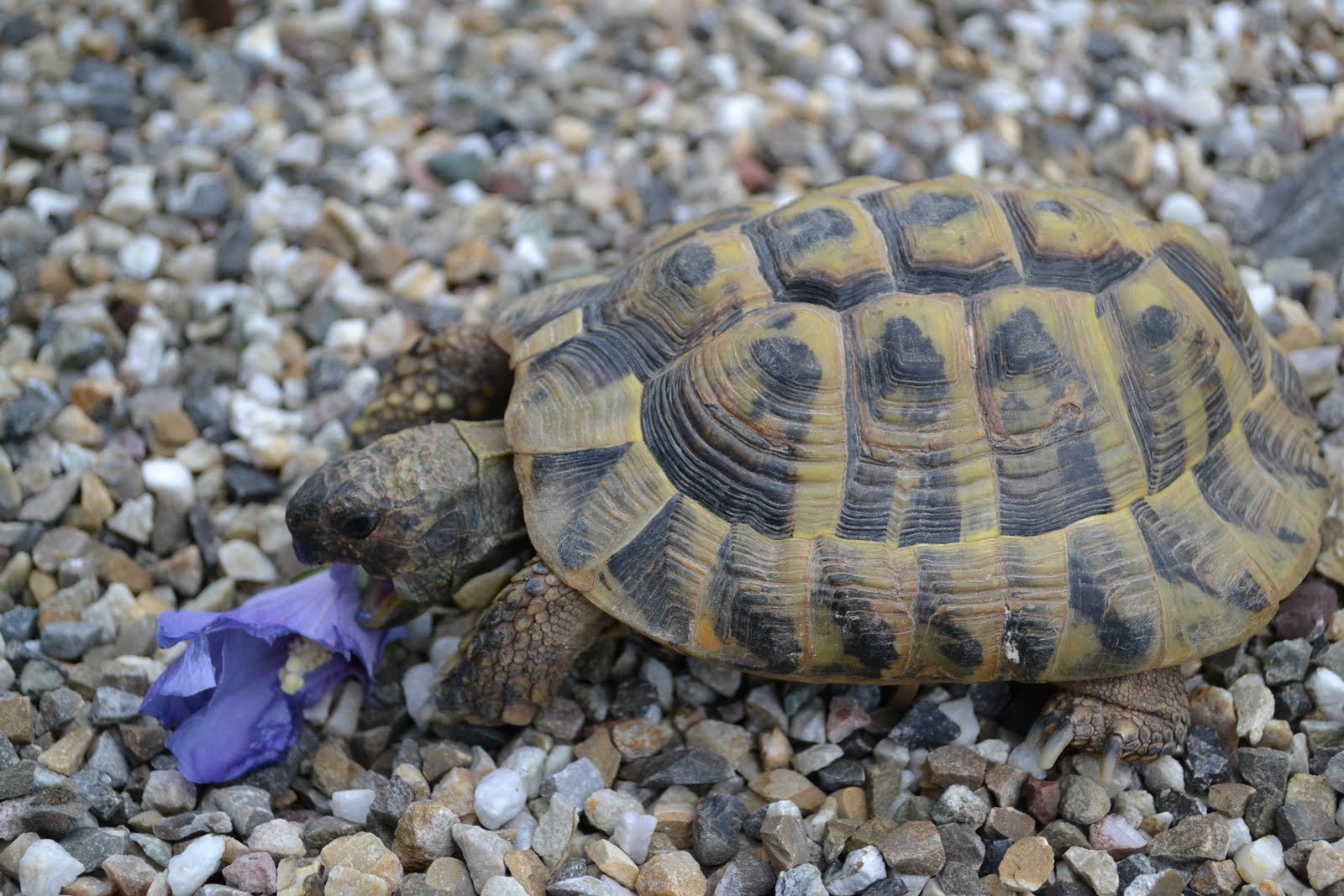 Ein Dutzend Panzer im Garten