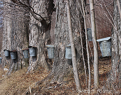 Arce del azúcar (Acer saccharum) - Frutas del mundo