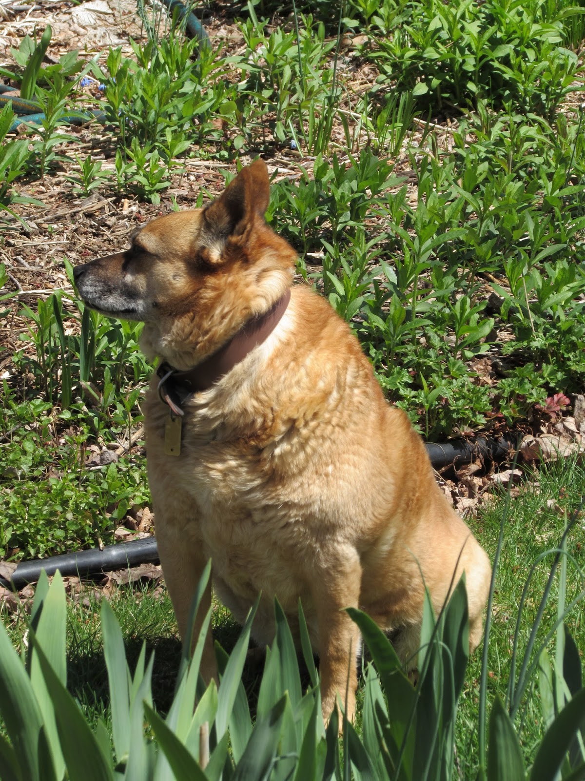 The Multiverses of Liza O'Connor: Meet Jess, my sentient dog