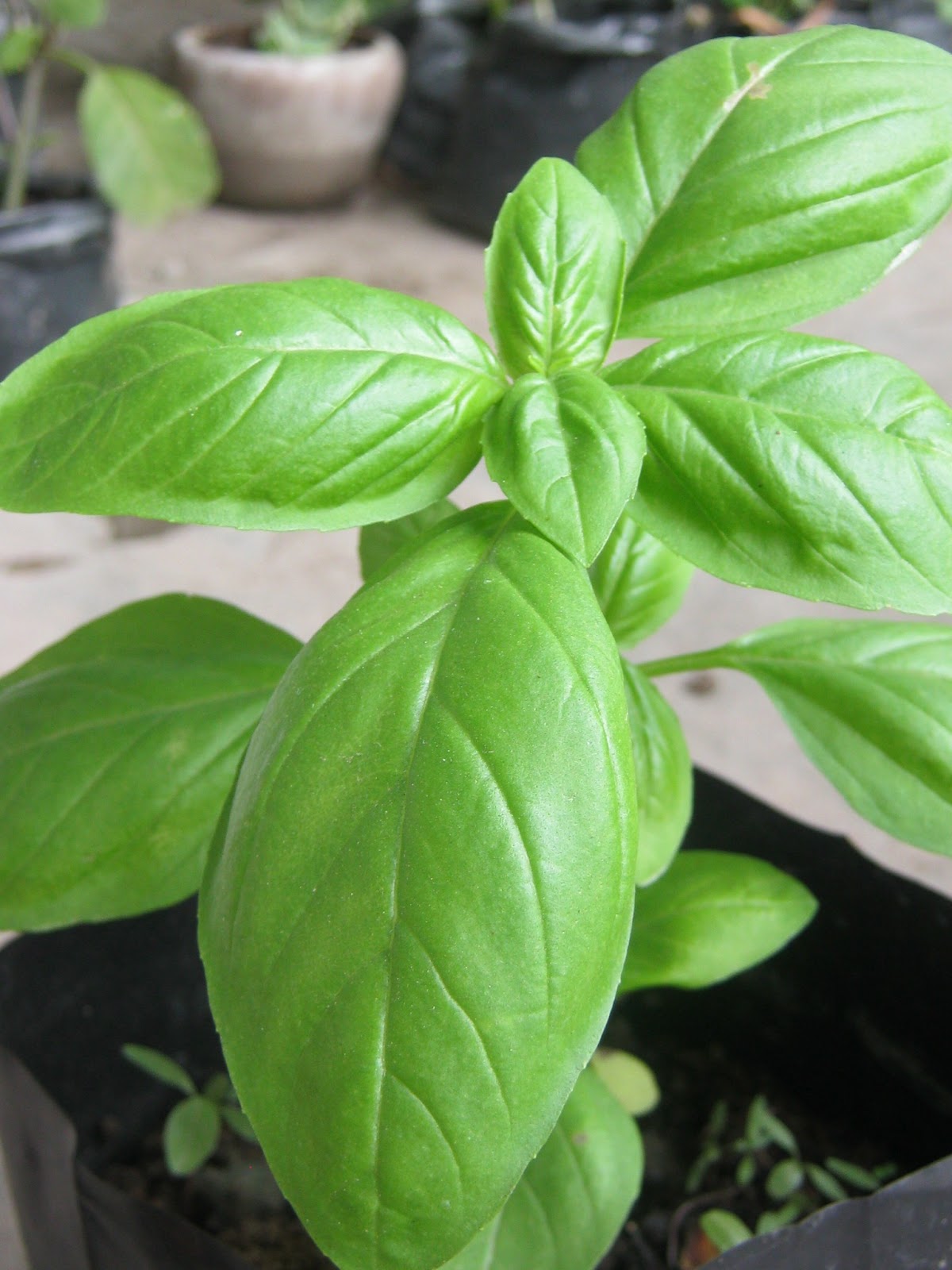 Eat Your Herbal and Herbs Fresh! - Enchanting Rivulet