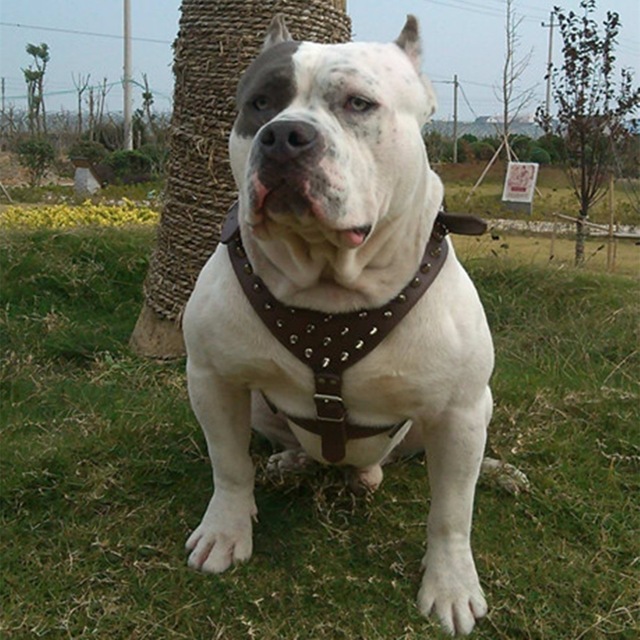 MorsoRosso: STORIA & STANDARD - AMERICAN PIT BULL TERRIER