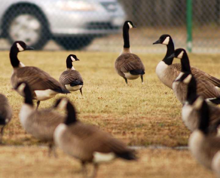 The City Birder: 01/01/2005 - 02/01/2005