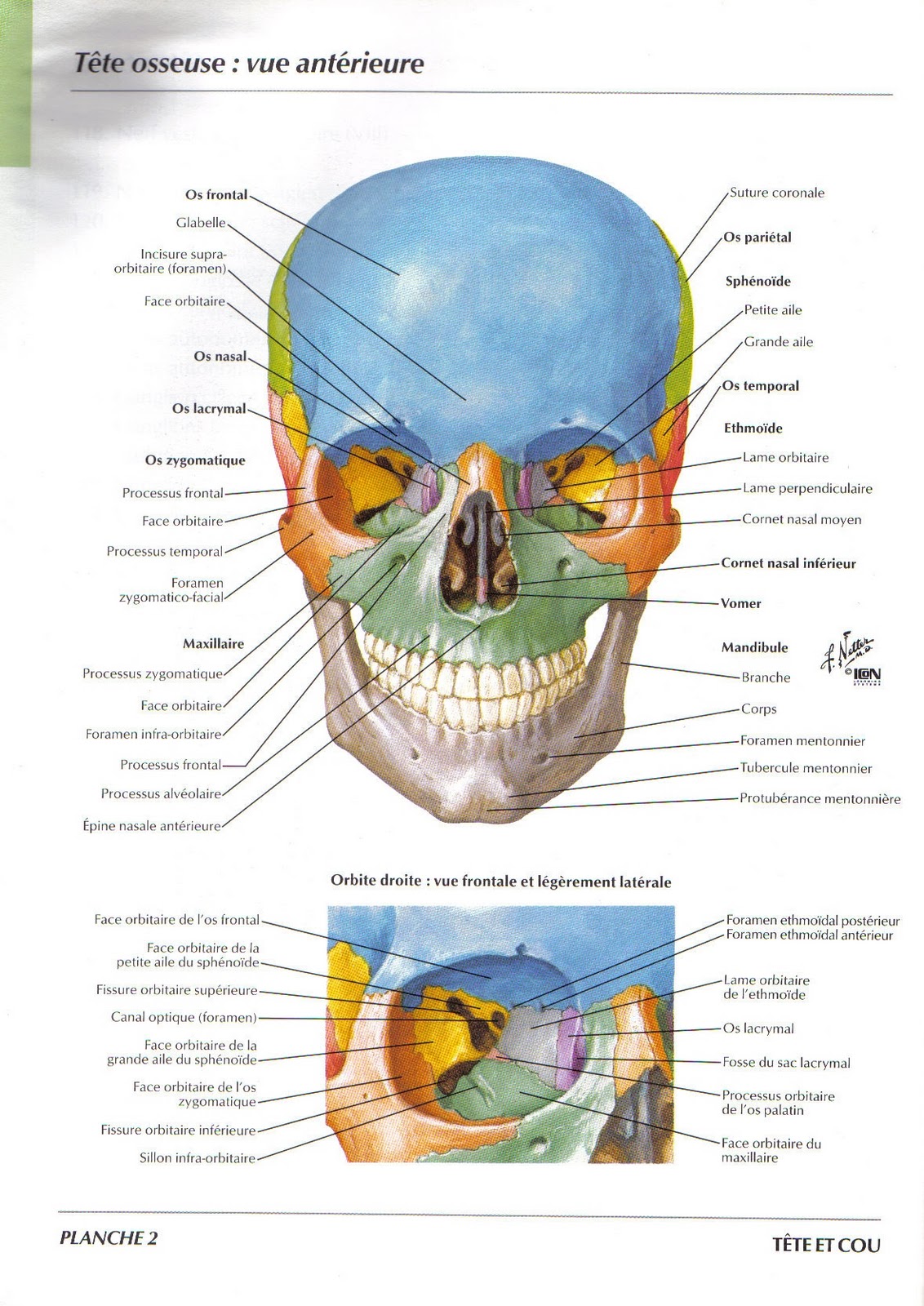 Les os du crane - Formation kinésitherapie
