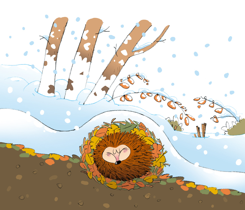 Illustrations et volumes: Le hérisson, dossier paru pour la magazine ...