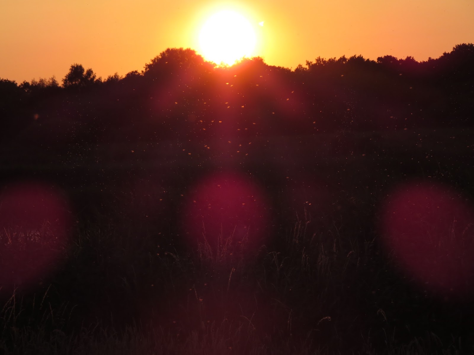 Julie Satchell : Gardener & Artist: About Julie