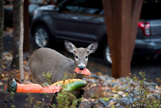 Cooper & Spicy's Kingdom : November 1st: National Eat Your Kid's ...