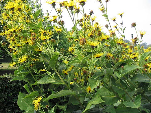 Ινούλα (Inula Helenium) | AΠENANTI OXΘH