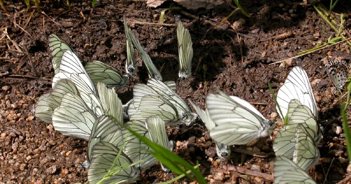 Variety of Life: Aporia