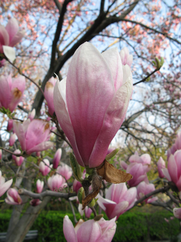 arborboy: Magnolia x soulangiana (saucer magnolia)