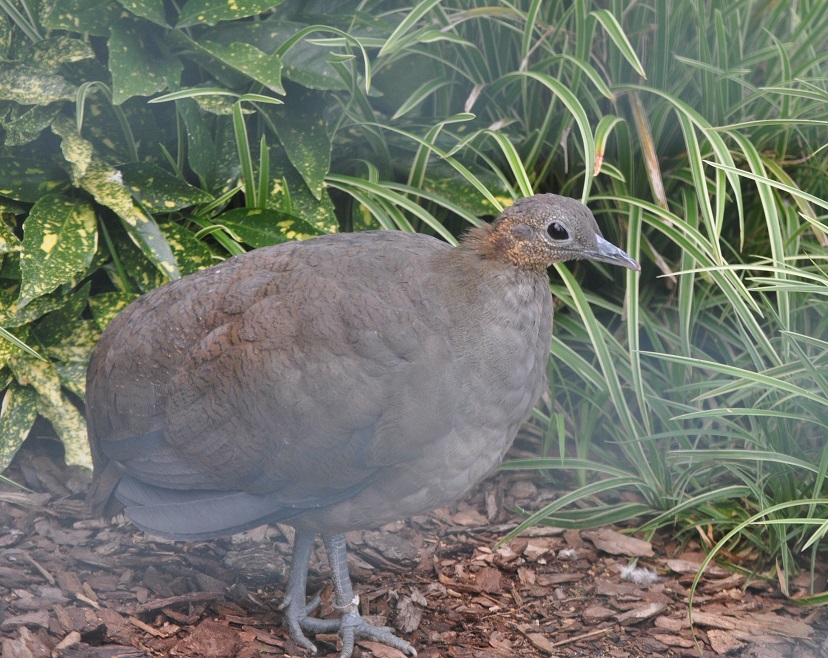 ZOOTOGRAFIANDO (6.100 ANIMALS): TINAMÚ MACUCO / SOLITARY TINAMOU ...