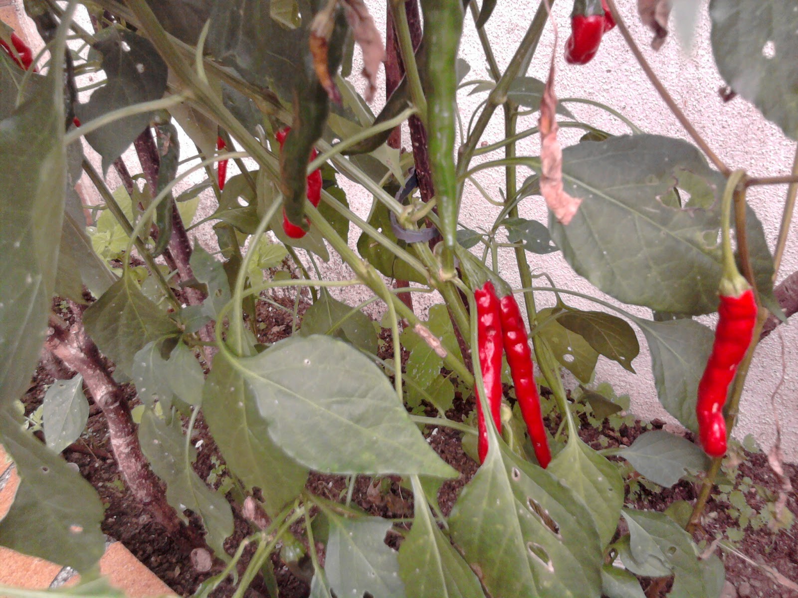 Tienda de plantas: Guindilla roja [semillas]