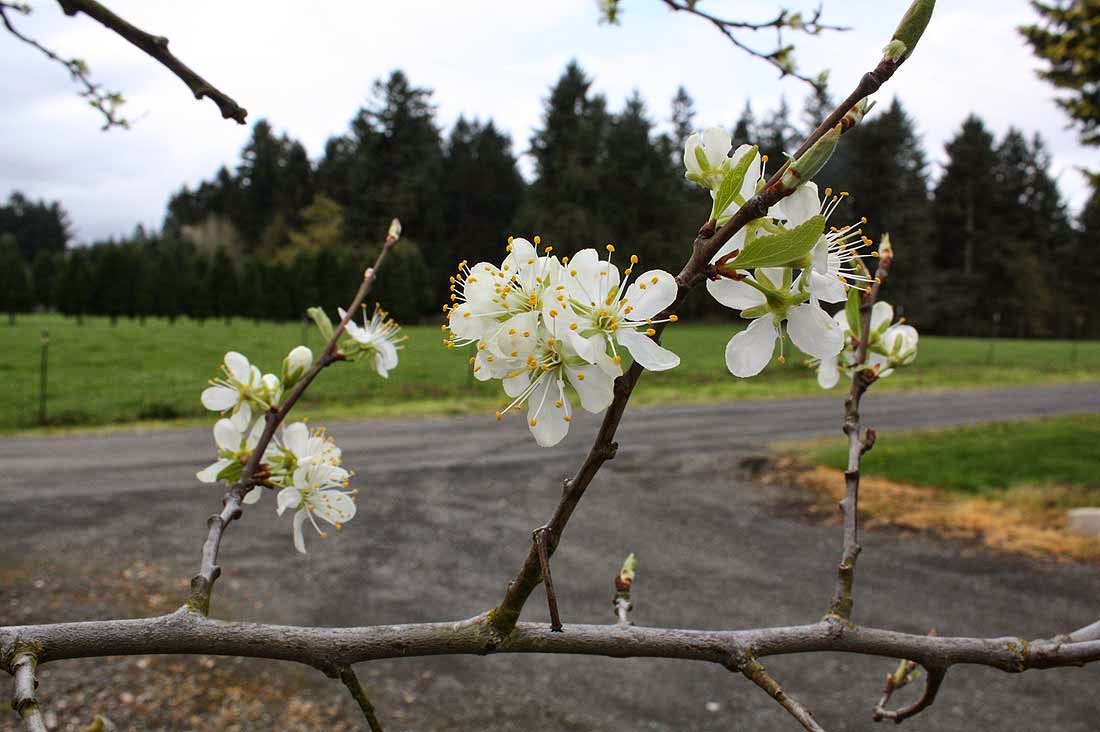 Judy Wise: More Spring, More Busting Out