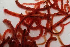 Medan CrayFish | CrawFish | Crawdad: Fins out the giving of Frozen ...