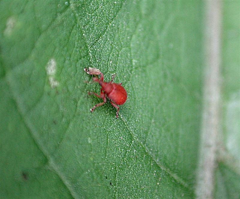 The Flora and Fauna of Holmethorpe Sand Pits: Weevils, leafhoppers ...