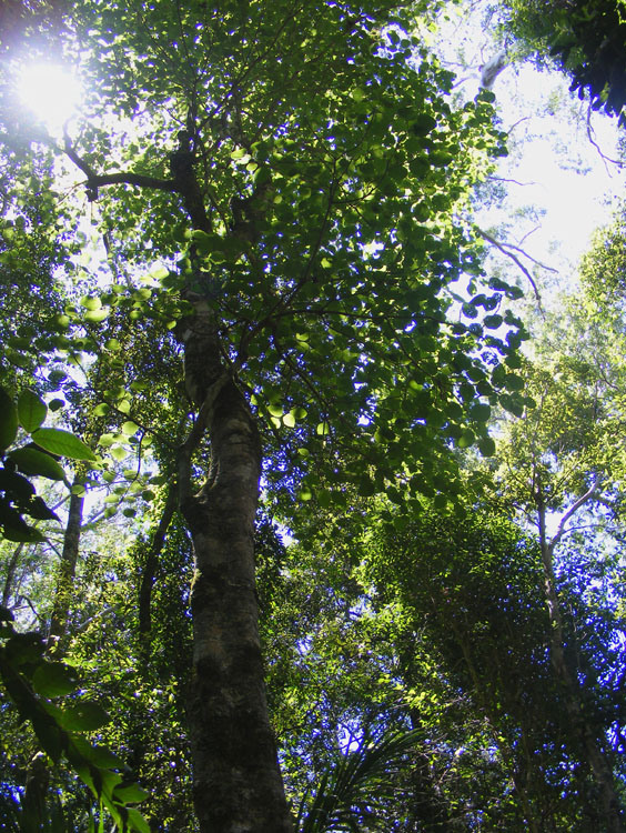 Days on the Claise: Giant Stinging Tree